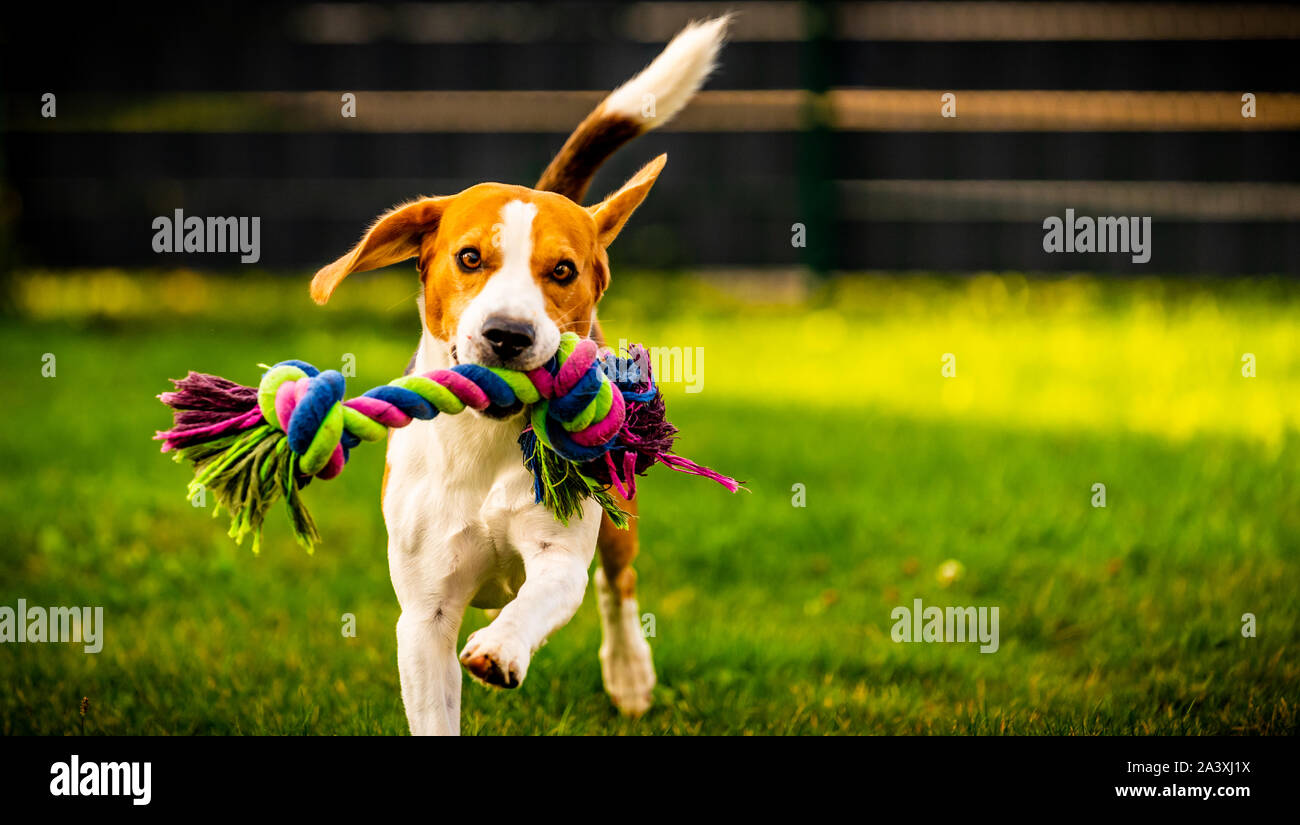 Beagle dog jumping and running with a toy towards the camera Stock ...