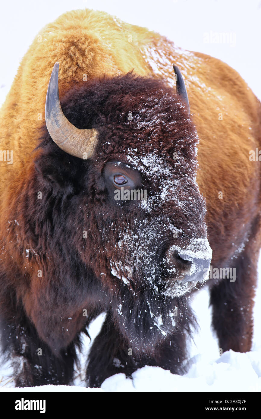 Bison bull head hi-res stock photography and images - Alamy
