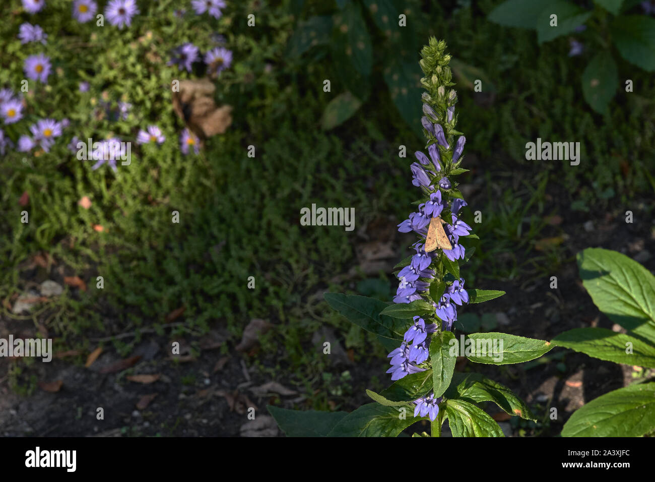 Chicago insects hi-res stock photography and images - Alamy