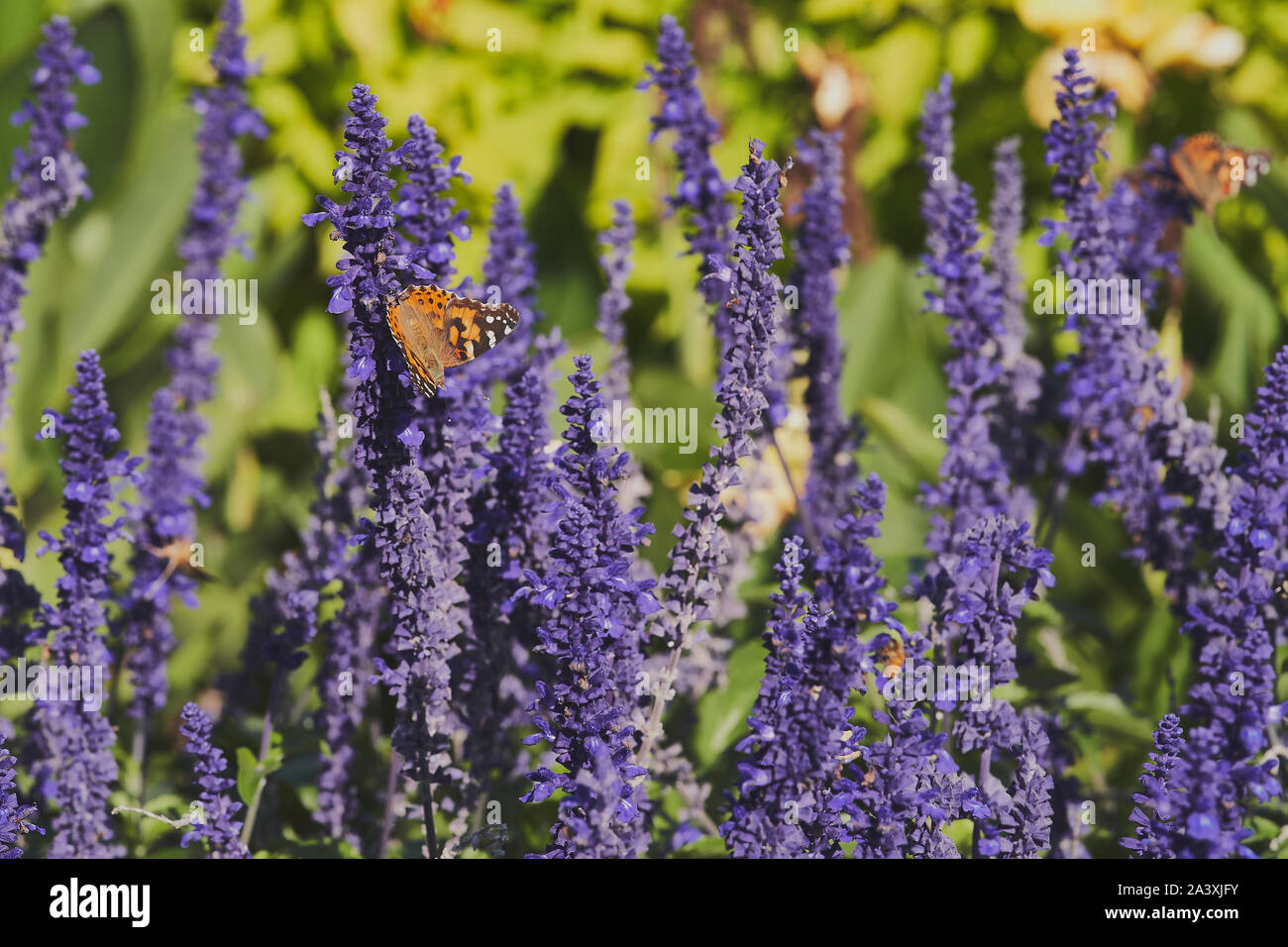 Chicago insects hi-res stock photography and images - Alamy