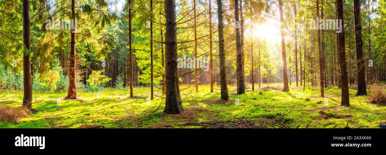 Forestry forest with bright sun in the background Stock Photo - Alamy