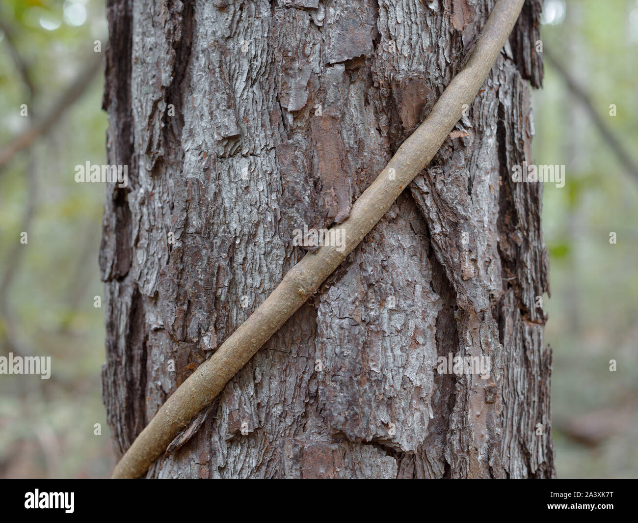 Vine tightly wrapping around pine tree. Constricting tree as it climbs ...