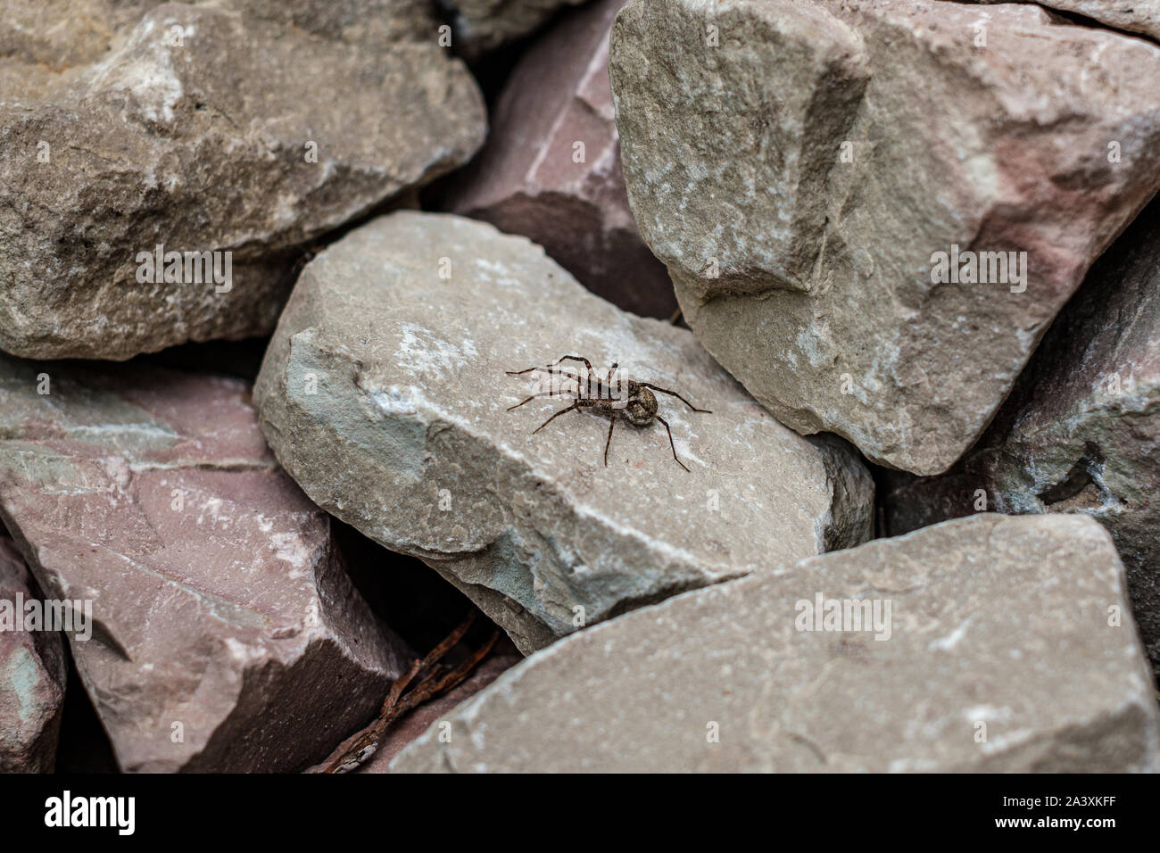 texture with pebble stones and rocks in nature with large spider on the ...