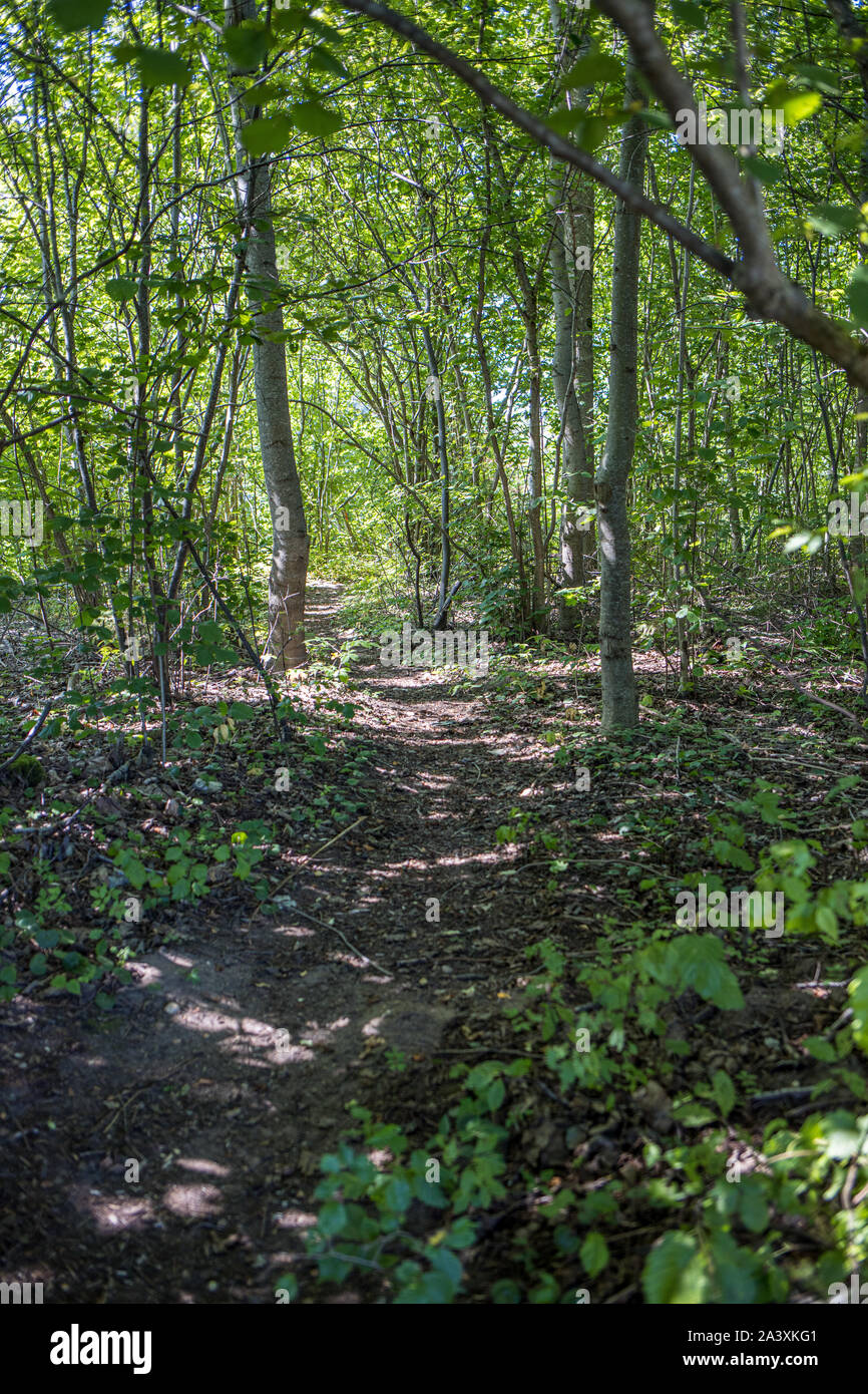 small narrow trail in the woods. passage way in forest sunny day Stock ...