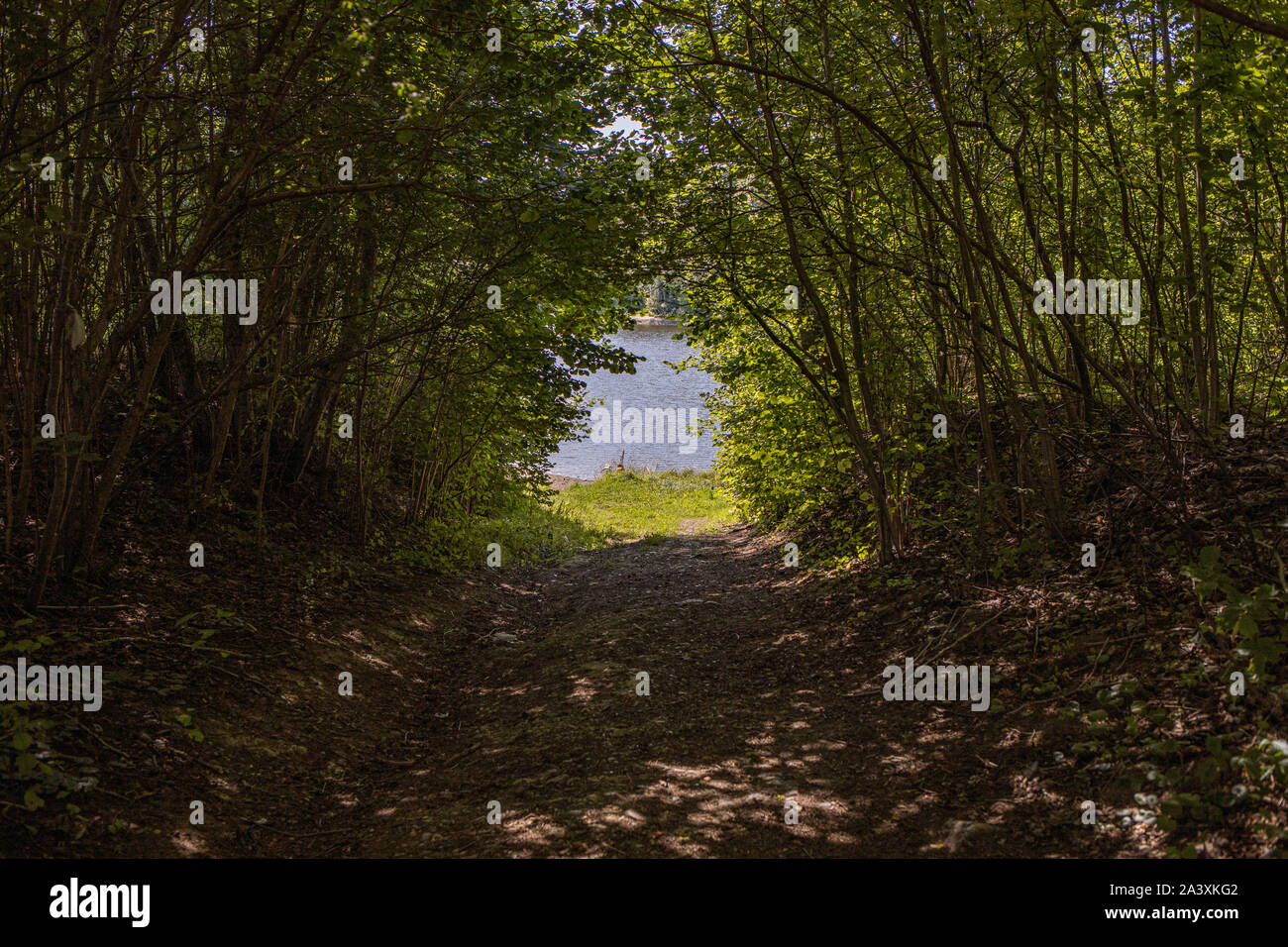 small narrow trail in the woods. passage way in forest sunny day Stock ...