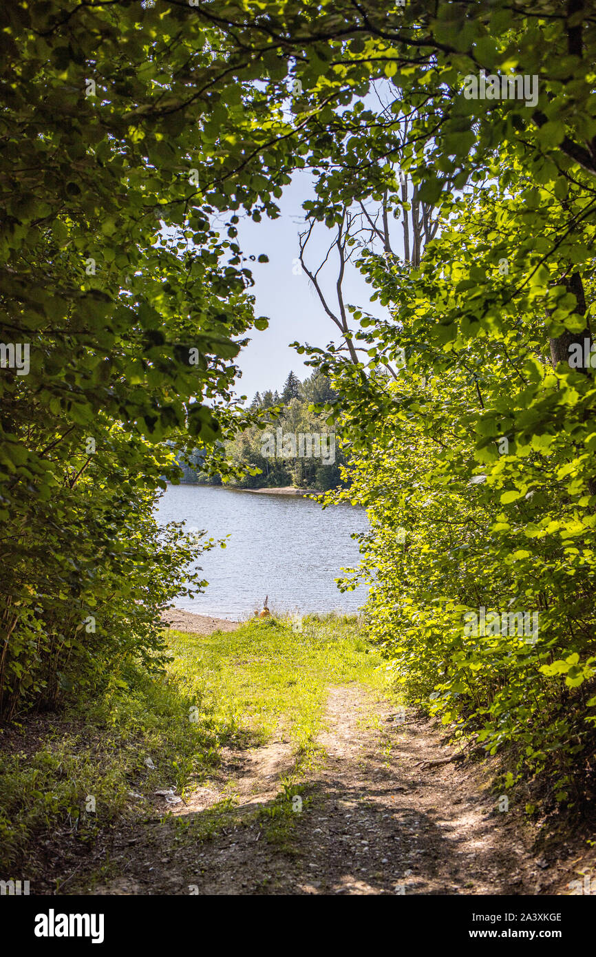 small narrow trail in the woods. passage way in forest sunny day Stock ...