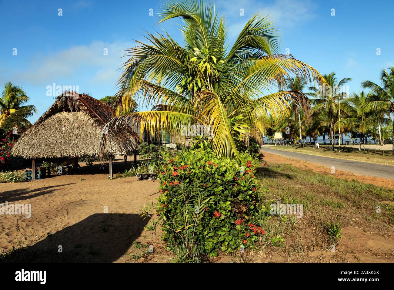 TRADITIONAL CARBET BUILT OF HARD WOOD (AWARA) COVERED IN PALM LEAVES ...