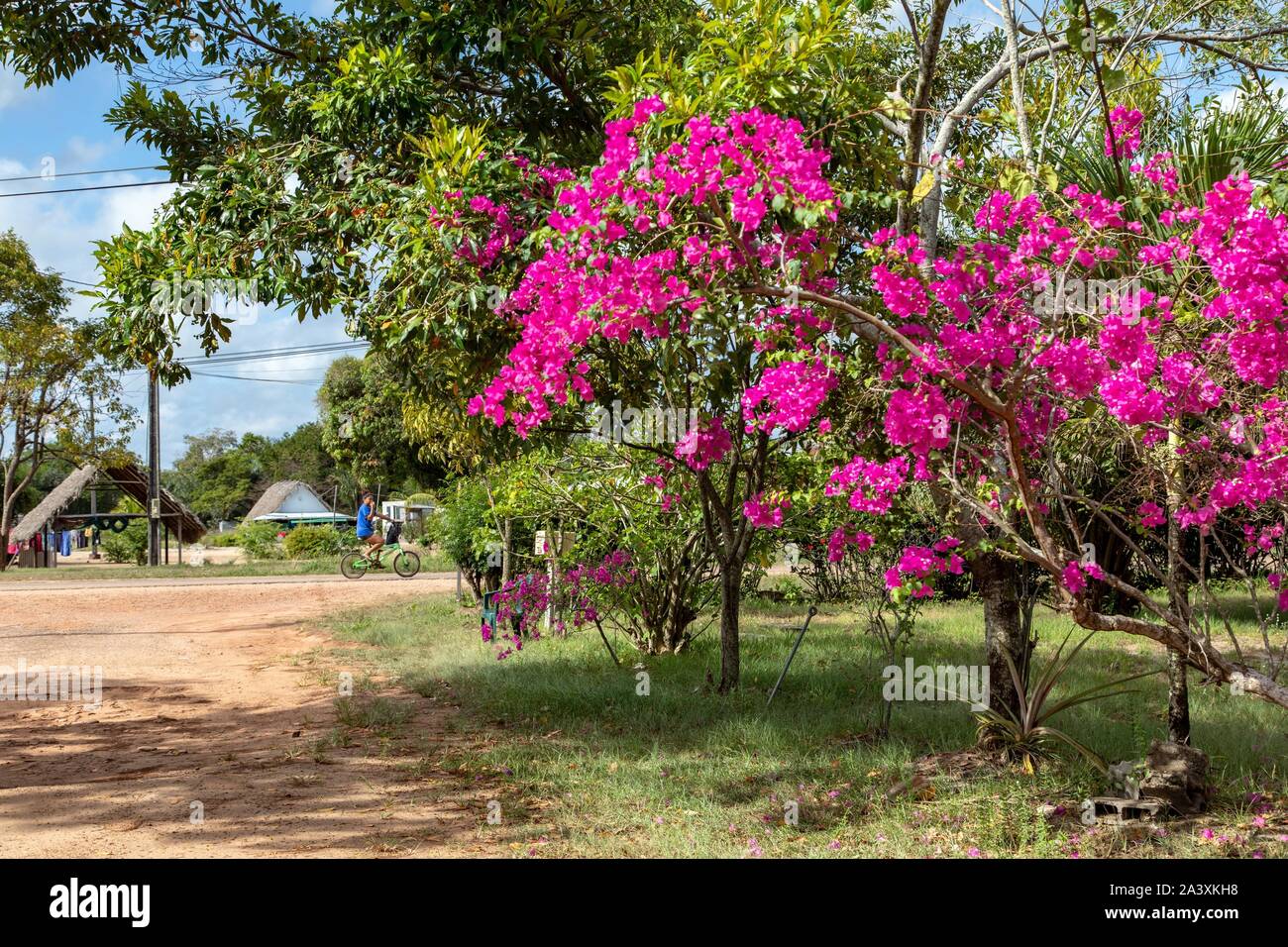 BOUGAINVILLEA AND STREET SCENE IN THE AMERINDIAN VILLAGE OF AWARA, THE ...