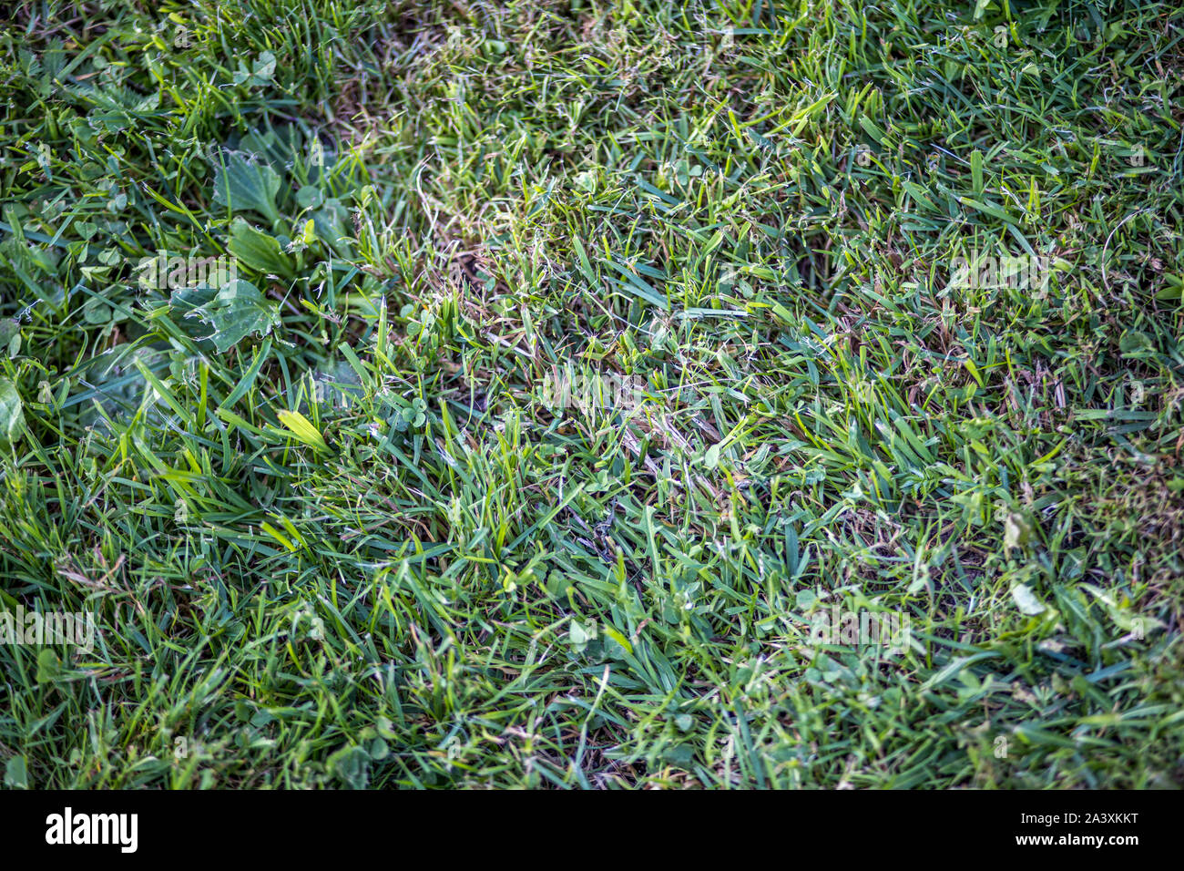 green grass foliage textures in nature. fresh spring natural ...