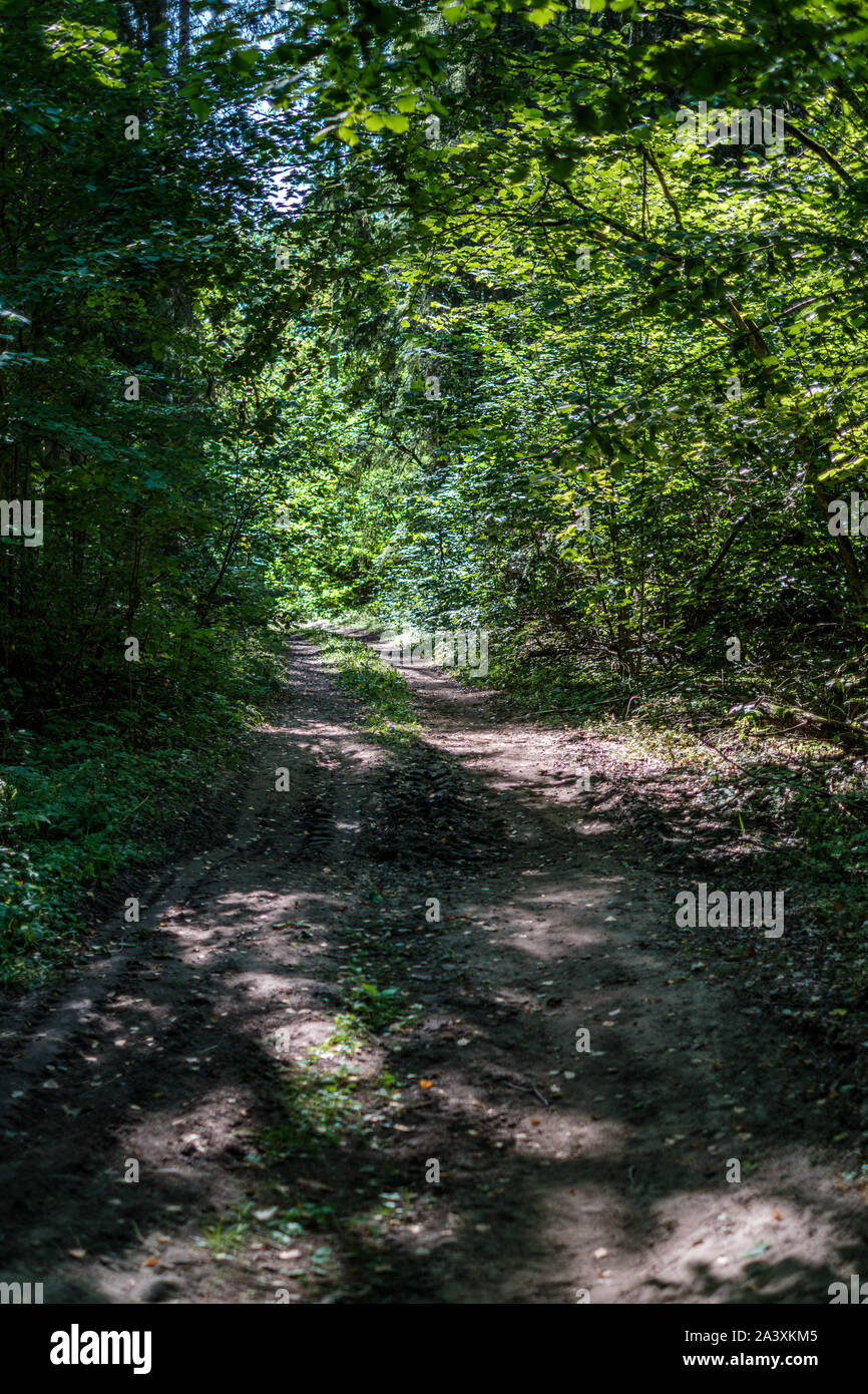 small narrow trail in the woods. passage way in forest sunny day Stock ...