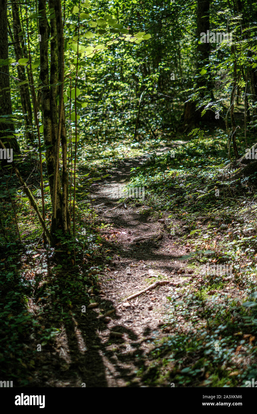 small narrow trail in the woods. passage way in forest sunny day Stock ...