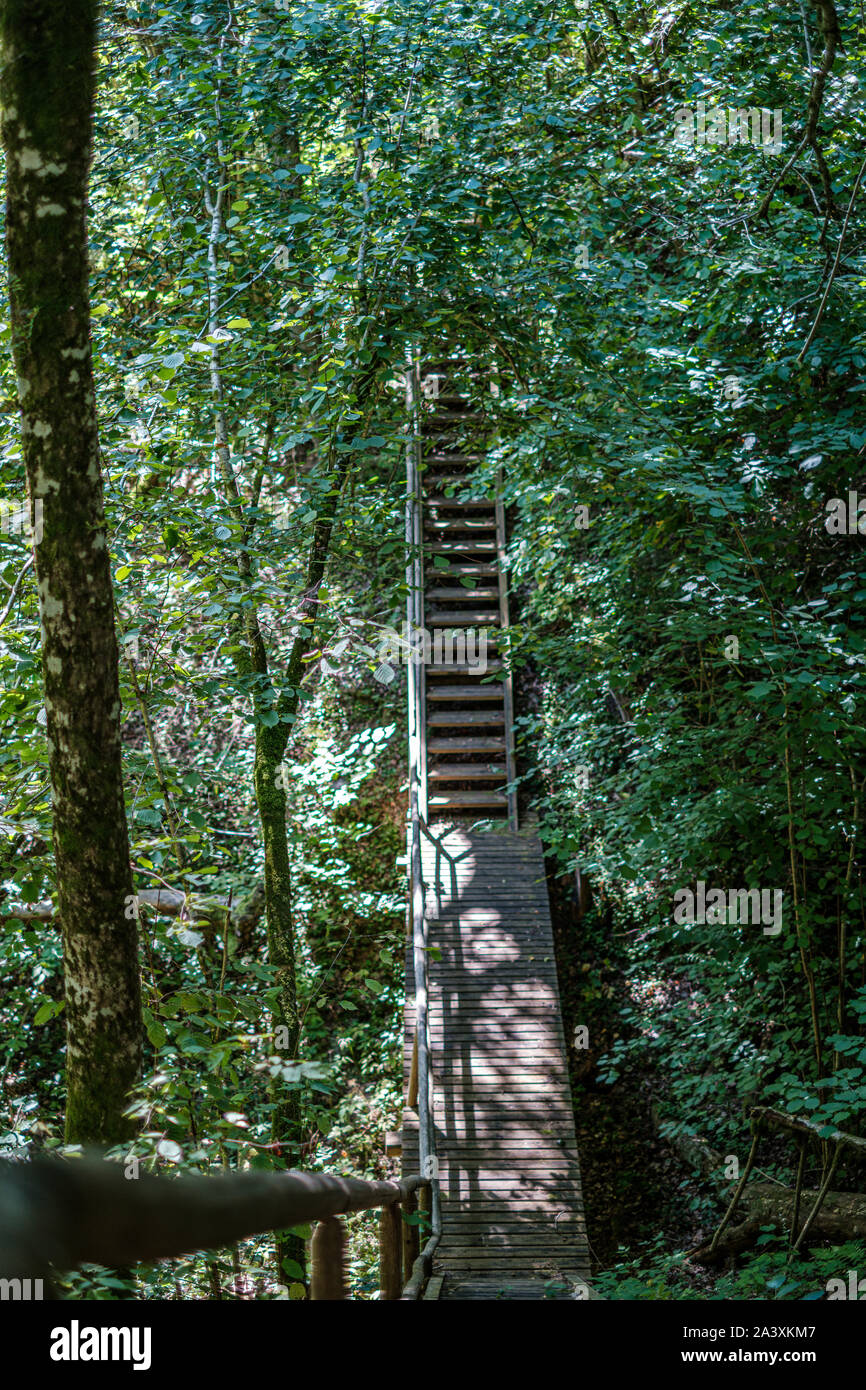 small narrow trail in the woods. passage way in forest sunny day Stock ...