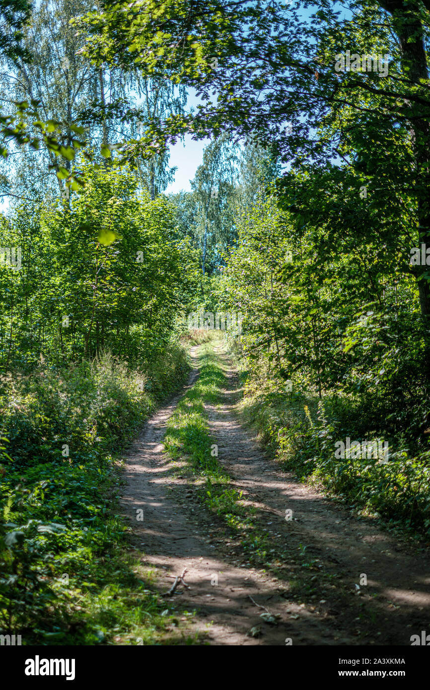 small narrow trail in the woods. passage way in forest sunny day Stock ...