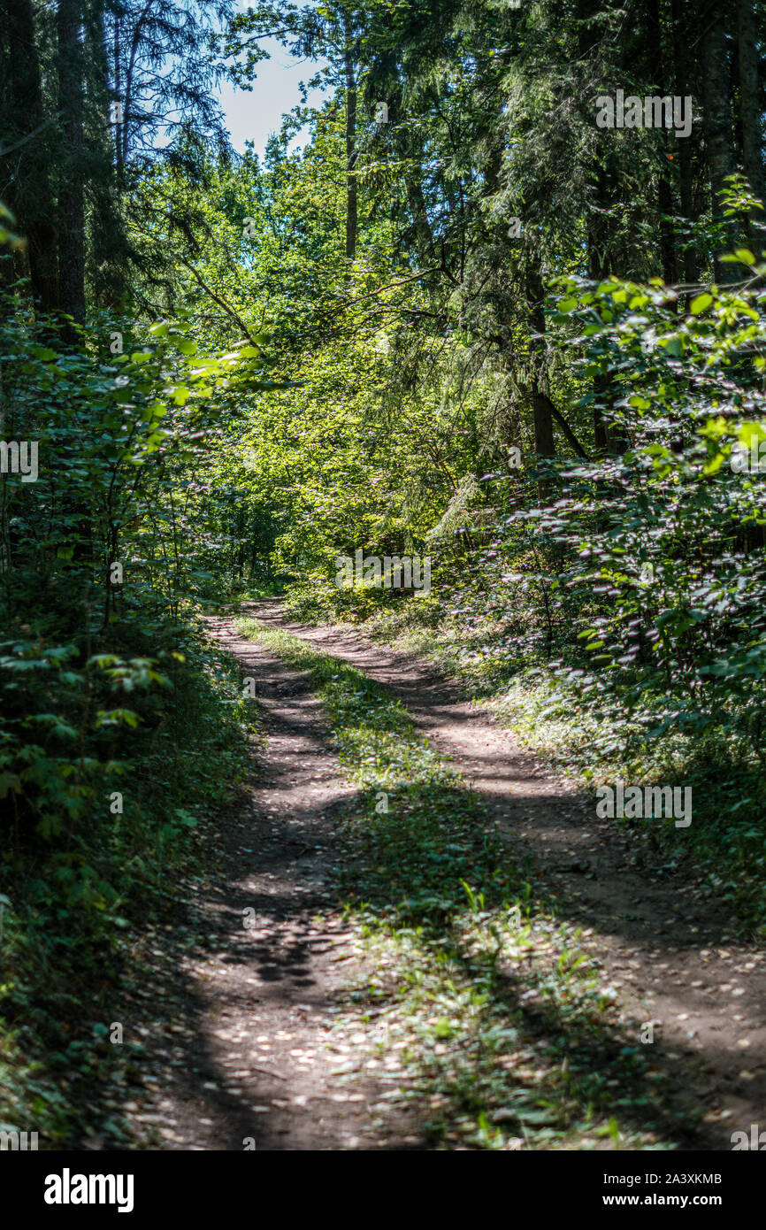 small narrow trail in the woods. passage way in forest sunny day Stock ...