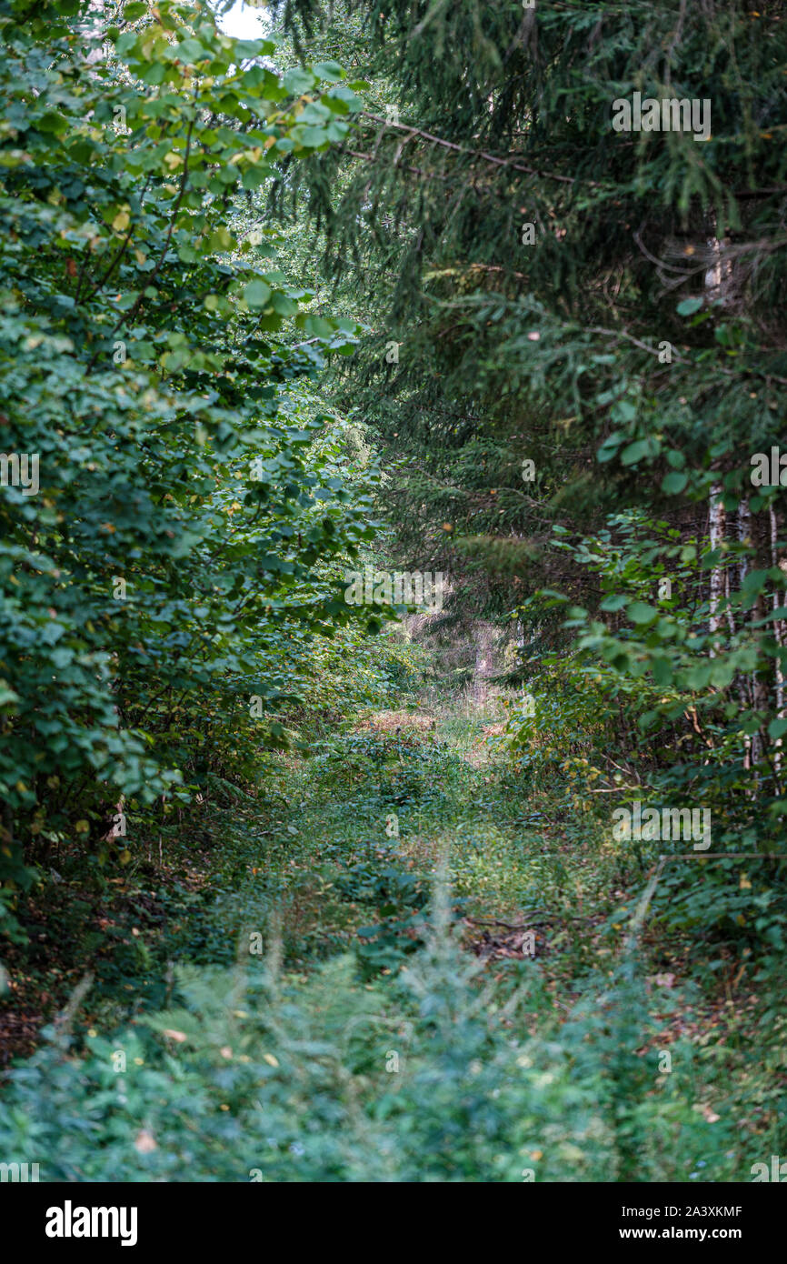 small narrow trail in the woods. passage way in forest sunny day Stock ...