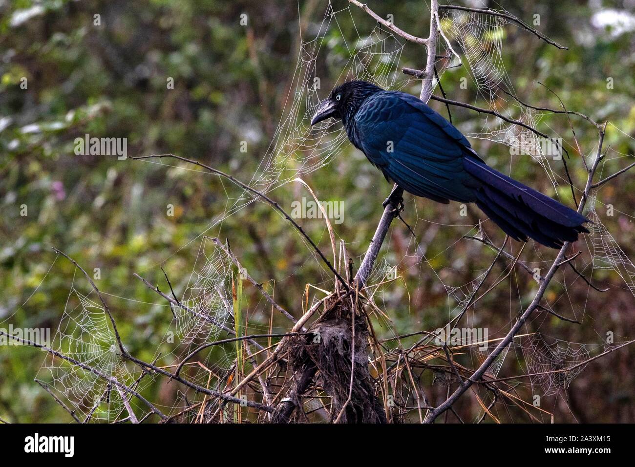 Greater ani bird hi-res stock photography and images - Alamy