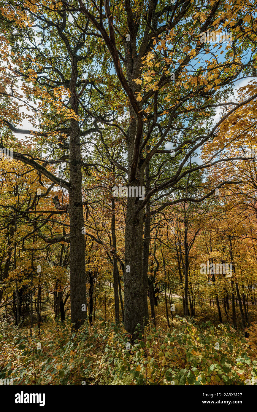 golden yellow colored tree leaves inn the park with black tree trunks ...
