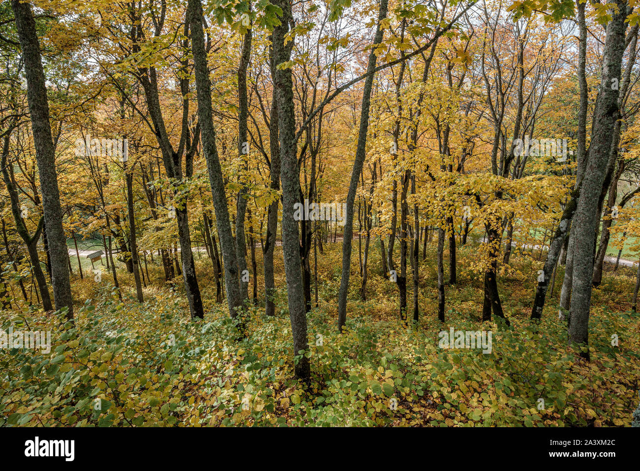 golden yellow colored tree leaves inn the park with black tree trunks ...
