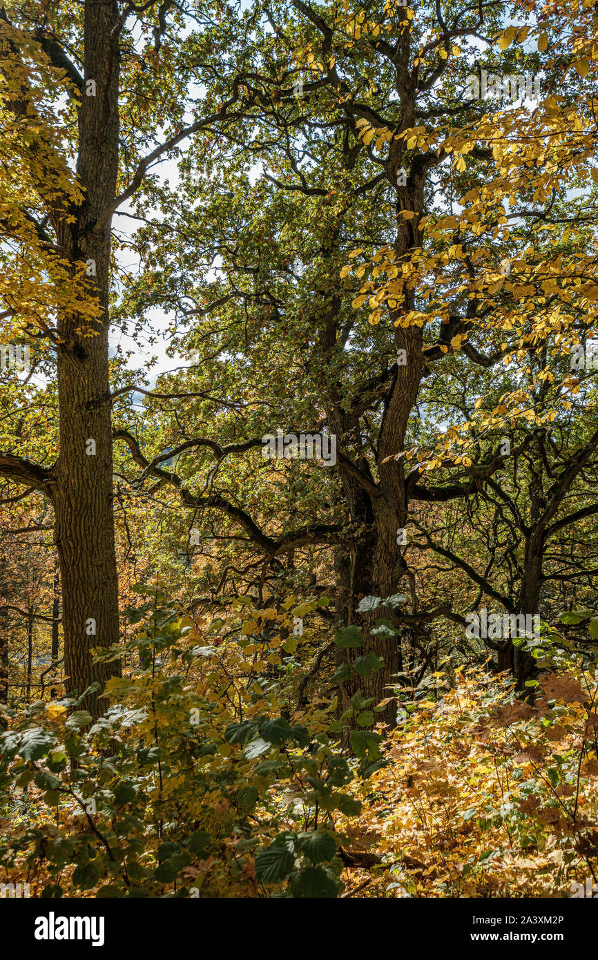 golden yellow colored tree leaves inn the park with black tree trunks ...