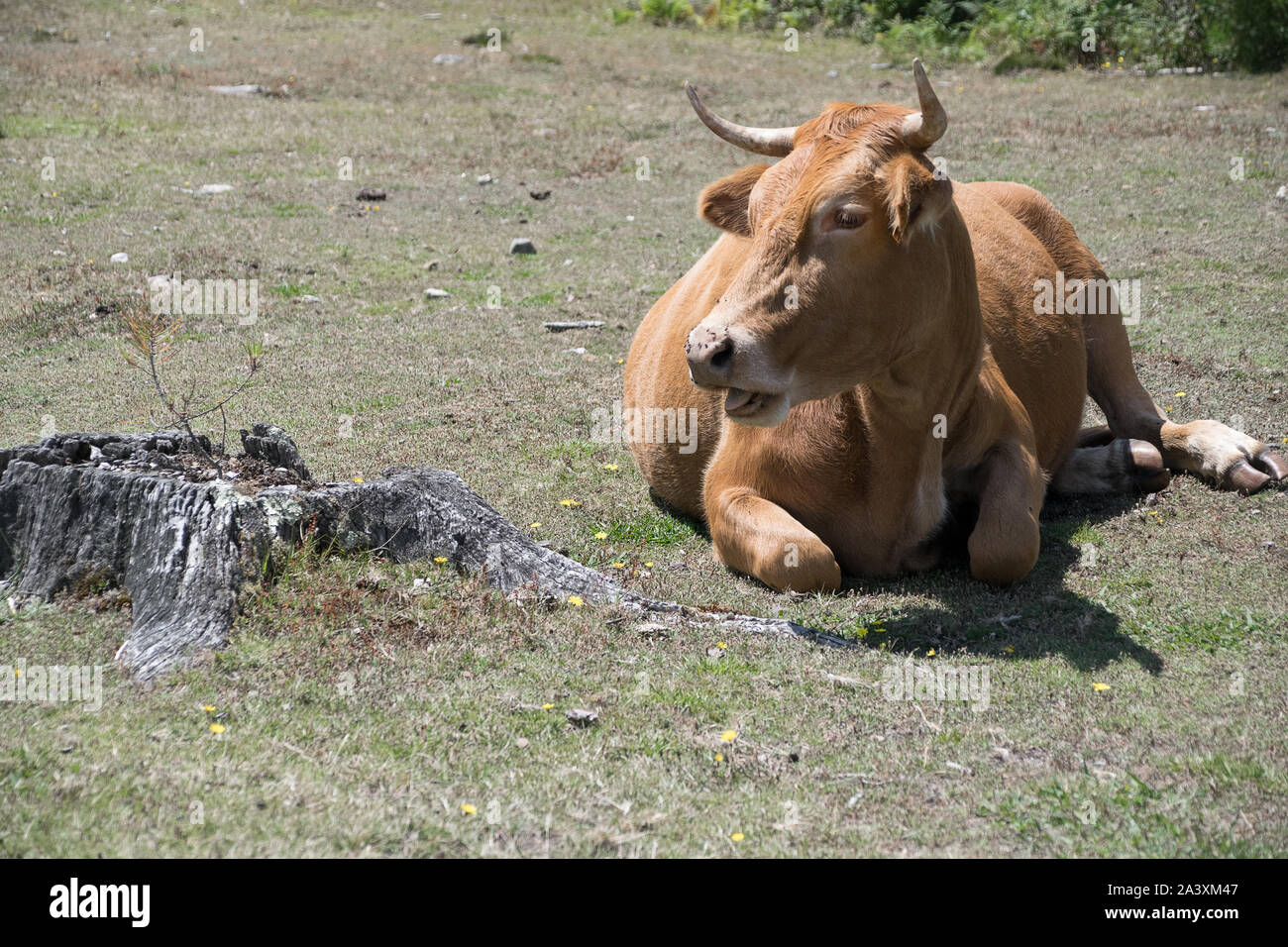 Animal mouth open cow hi-res stock photography and images - Alamy