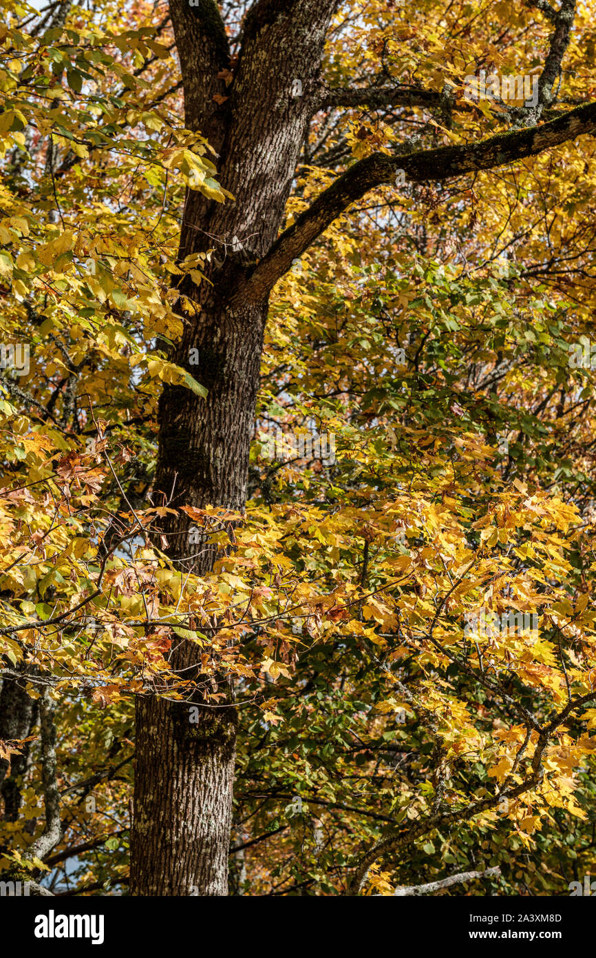 golden yellow colored tree leaves inn the park with black tree trunks ...