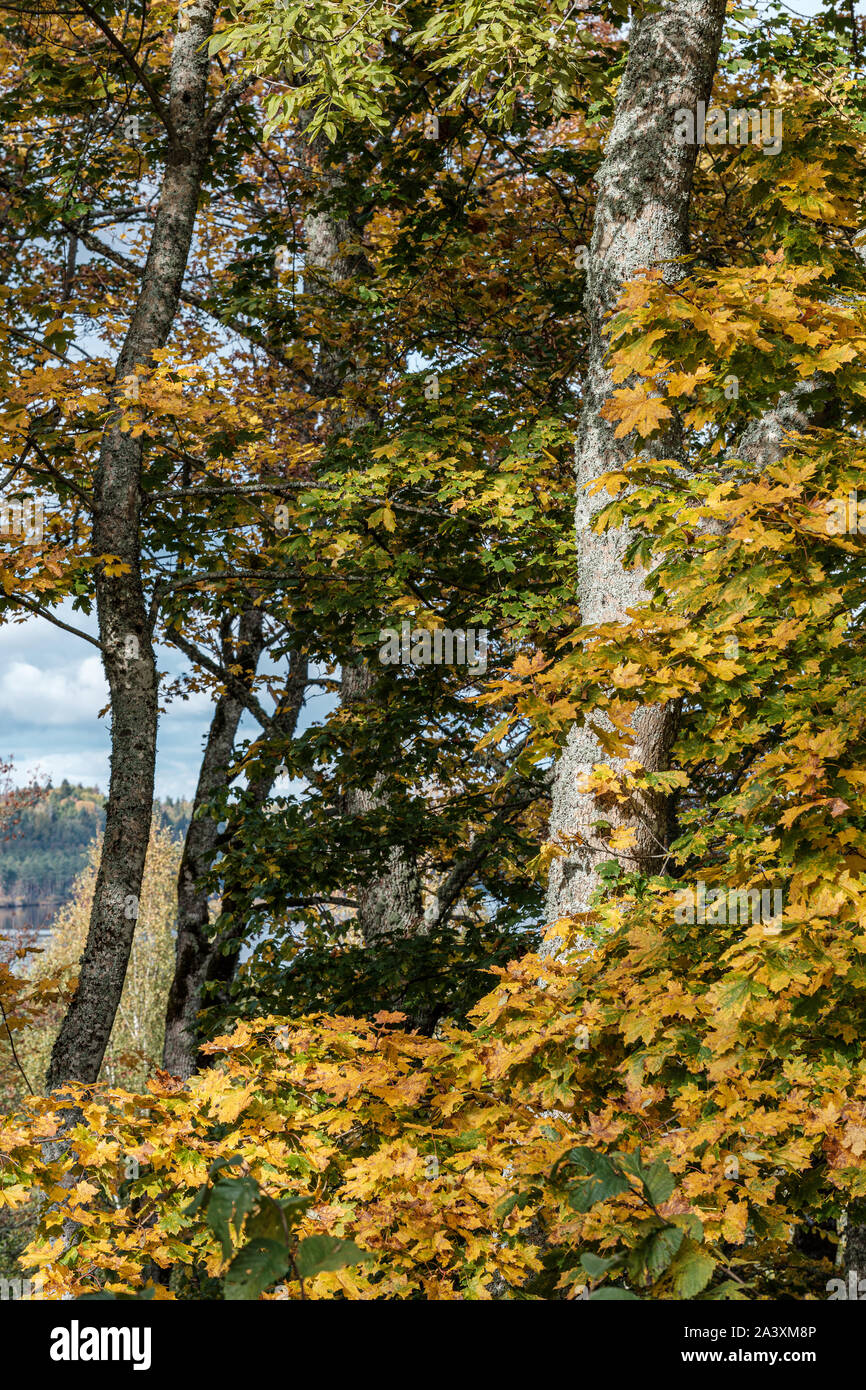 golden yellow colored tree leaves inn the park with black tree trunks ...