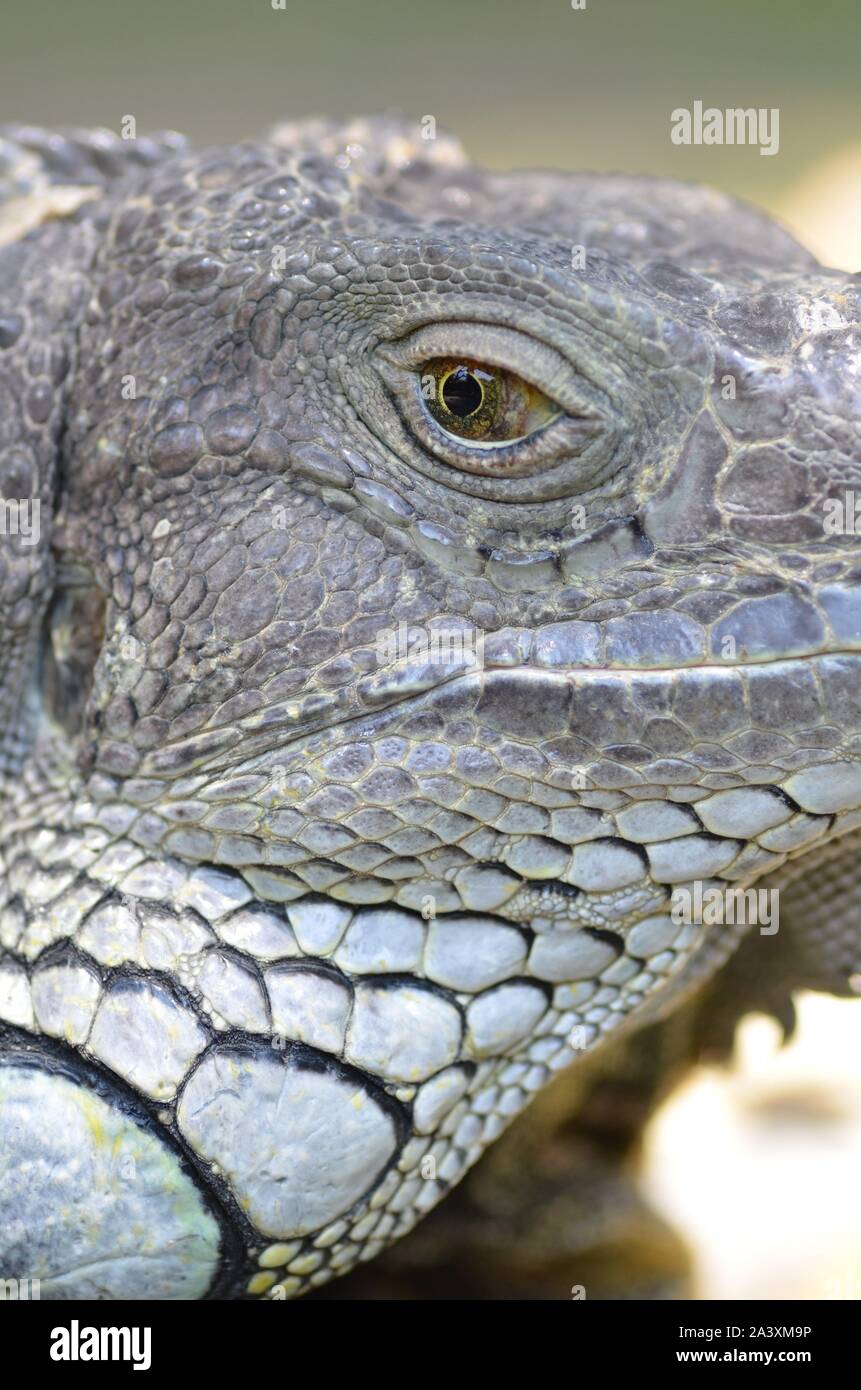 Iguana eye hi-res stock photography and images - Alamy