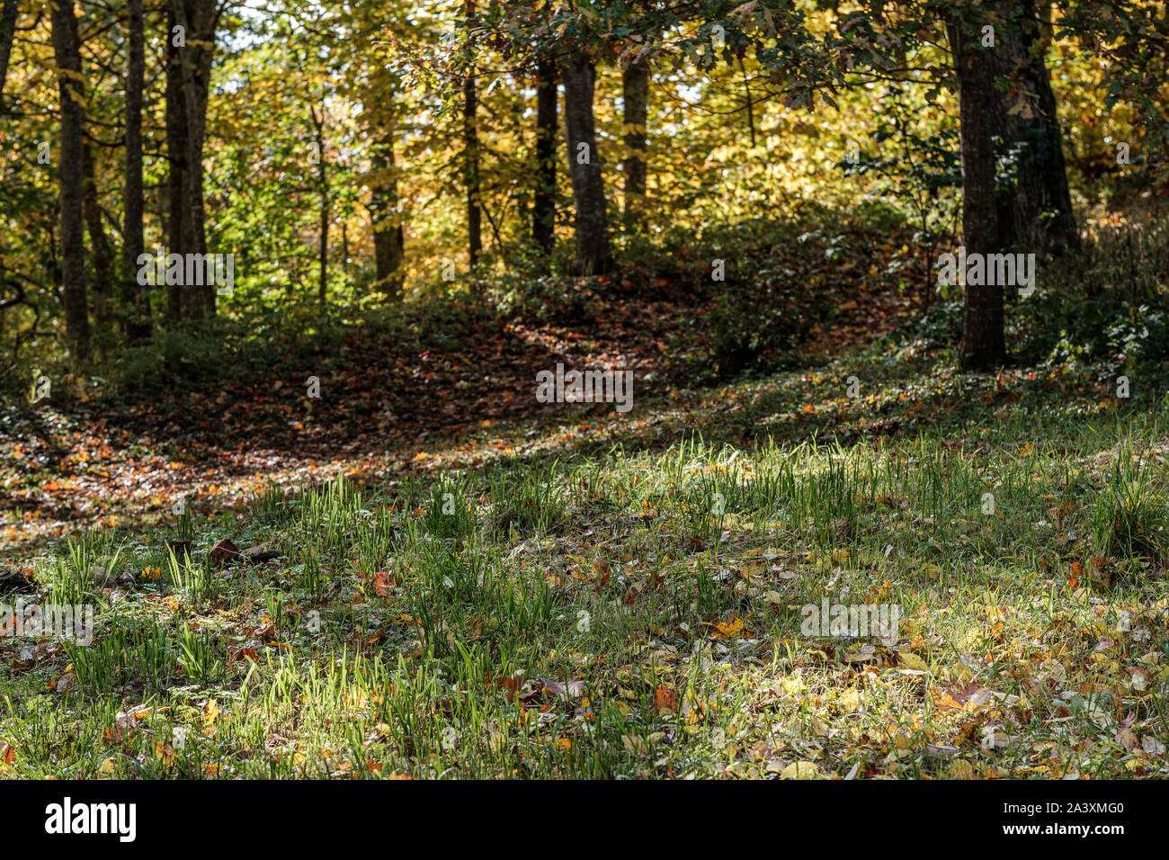 small narrow trail in the woods. passage way in forest sunny day Stock ...