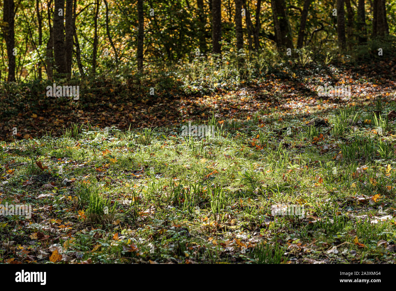 small narrow trail in the woods. passage way in forest sunny day Stock ...