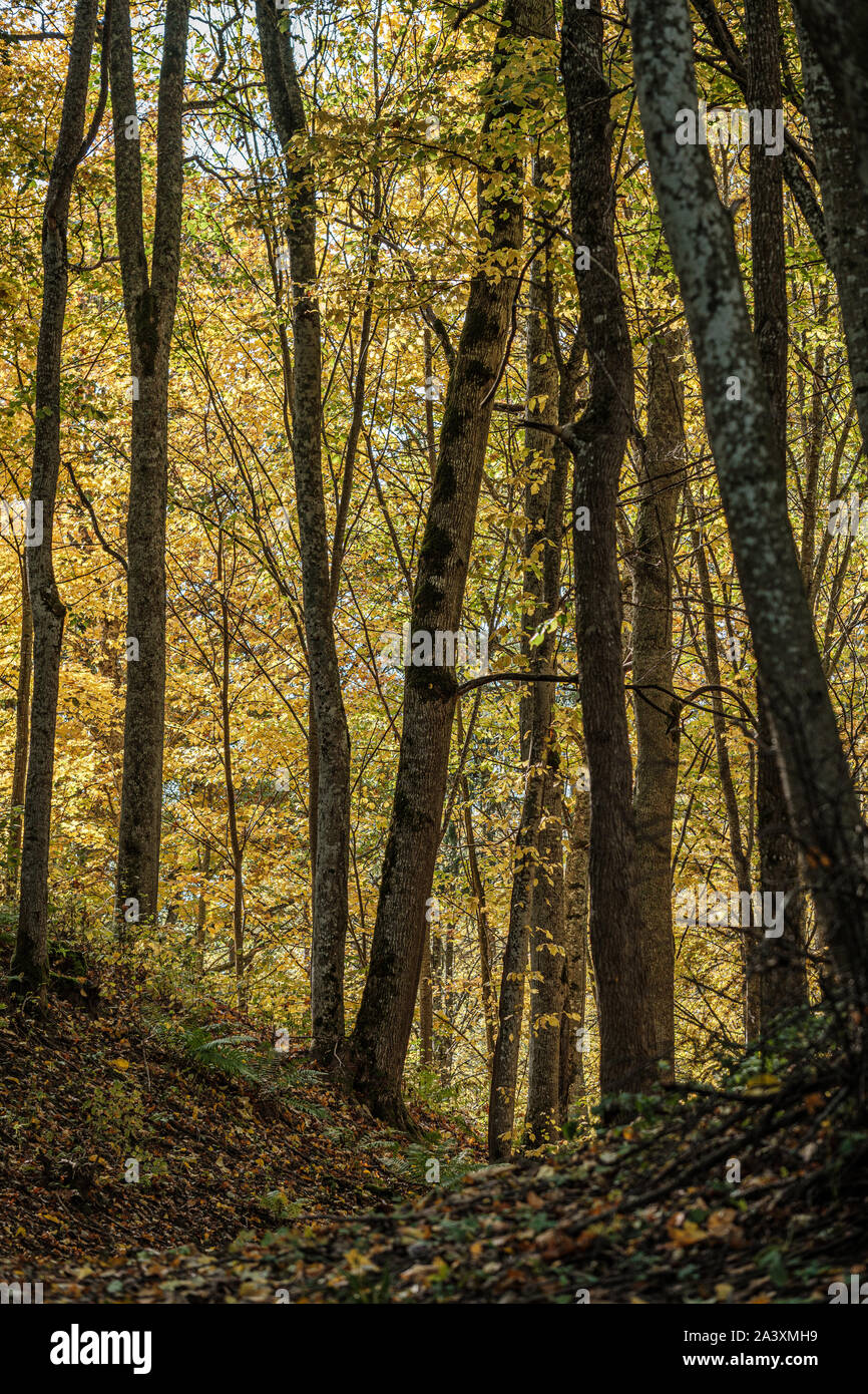 golden yellow colored tree leaves inn the park with black tree trunks ...