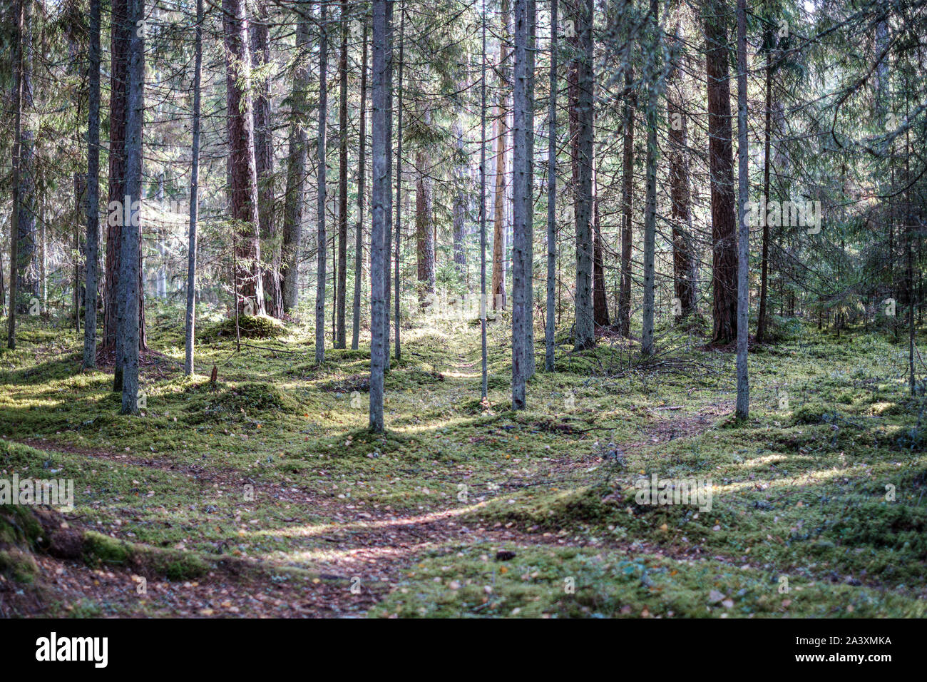 small narrow trail in the woods. passage way in forest sunny day Stock ...