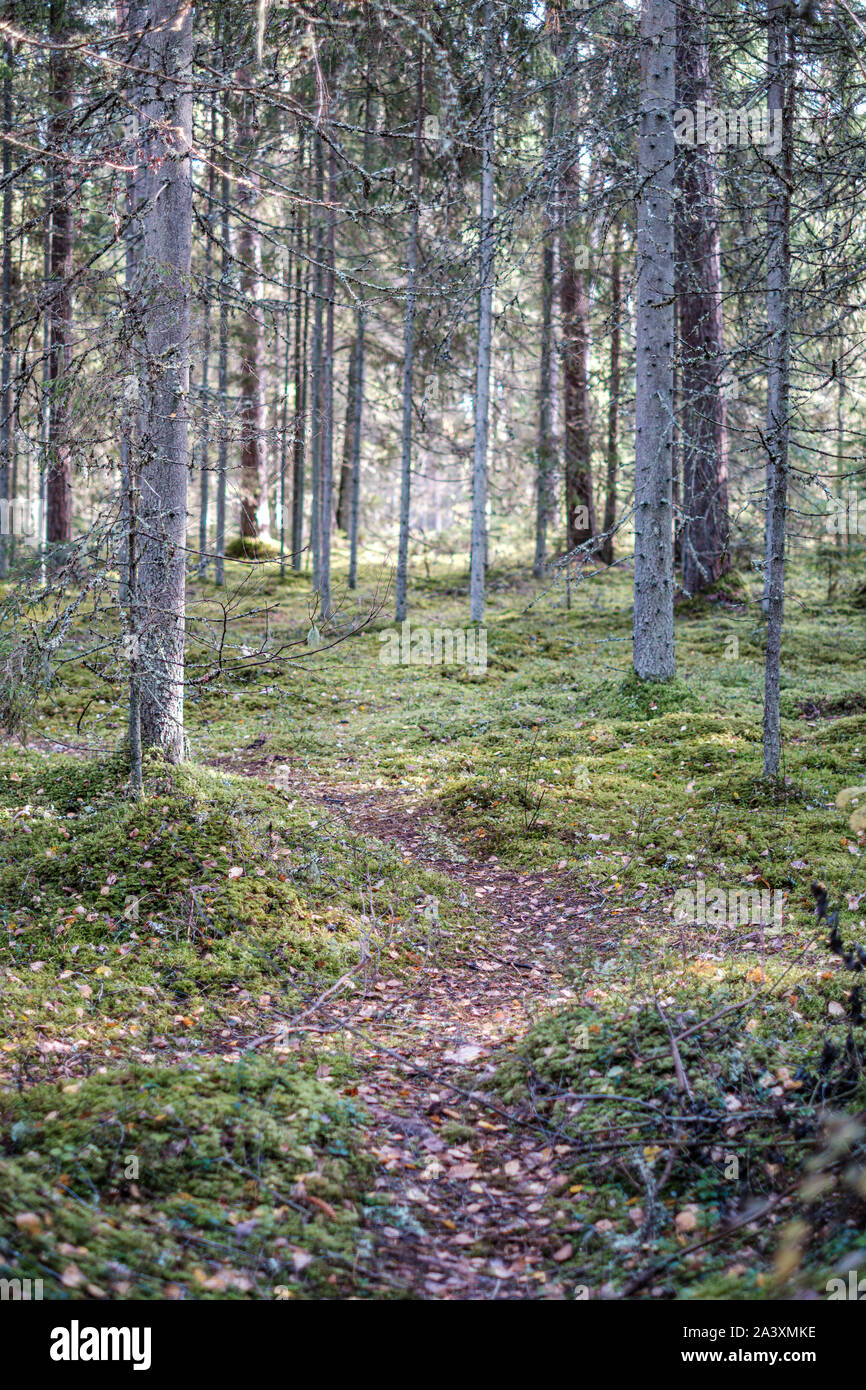 small narrow trail in the woods. passage way in forest sunny day Stock ...