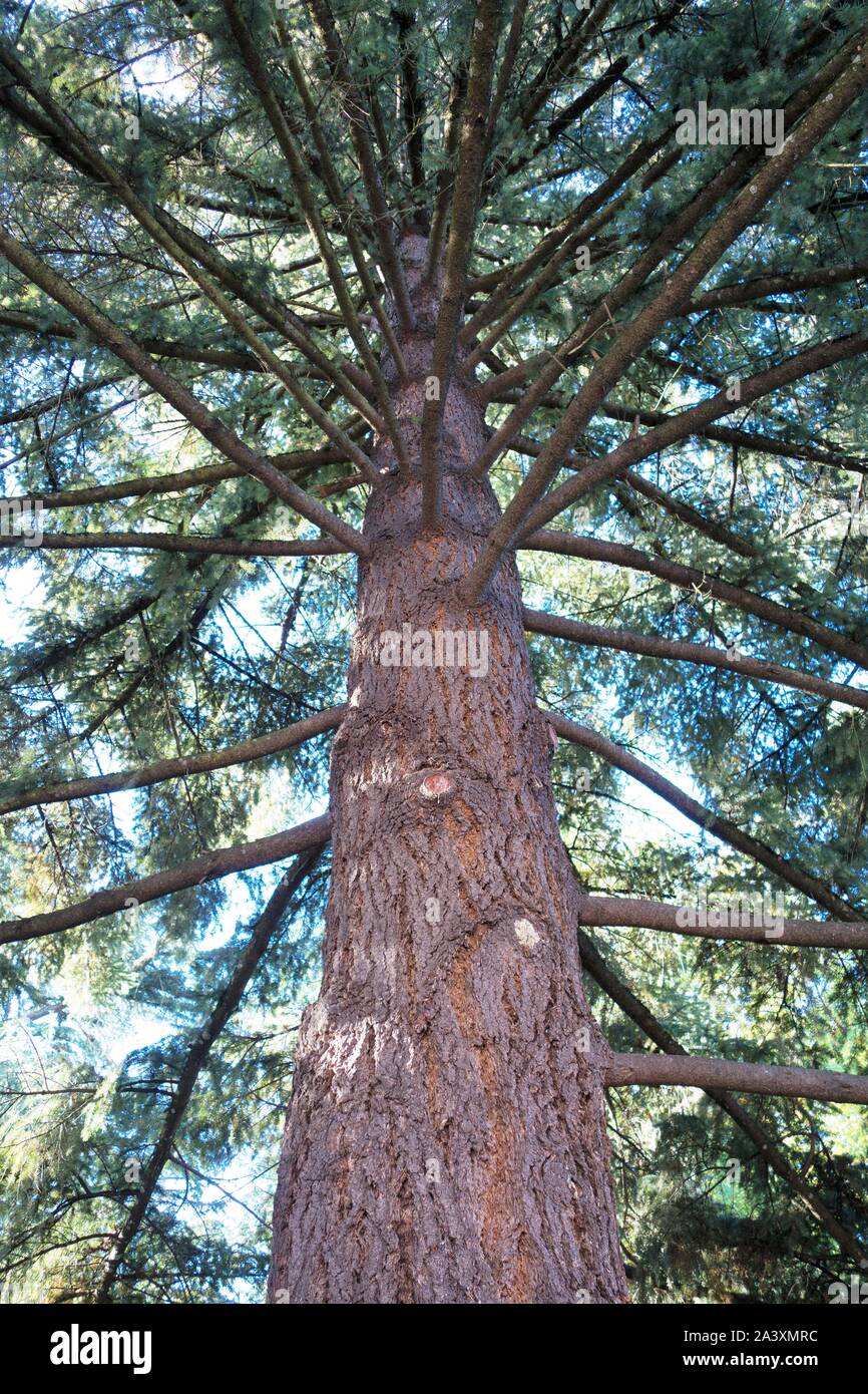 The “Moon Tree” Douglas Fir (Pseudotsuga menziesii), grown from seeds ...