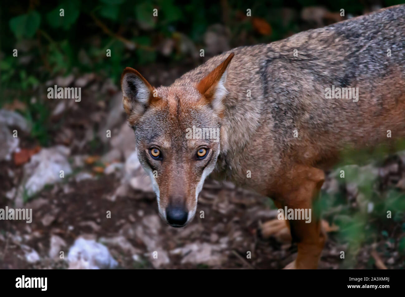 Italian wolf hi-res stock photography and images - Alamy
