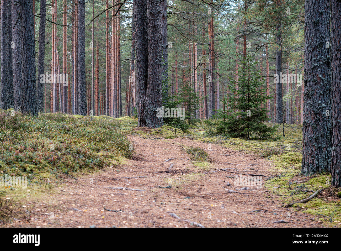 small narrow trail in the woods. passage way in forest sunny day Stock ...
