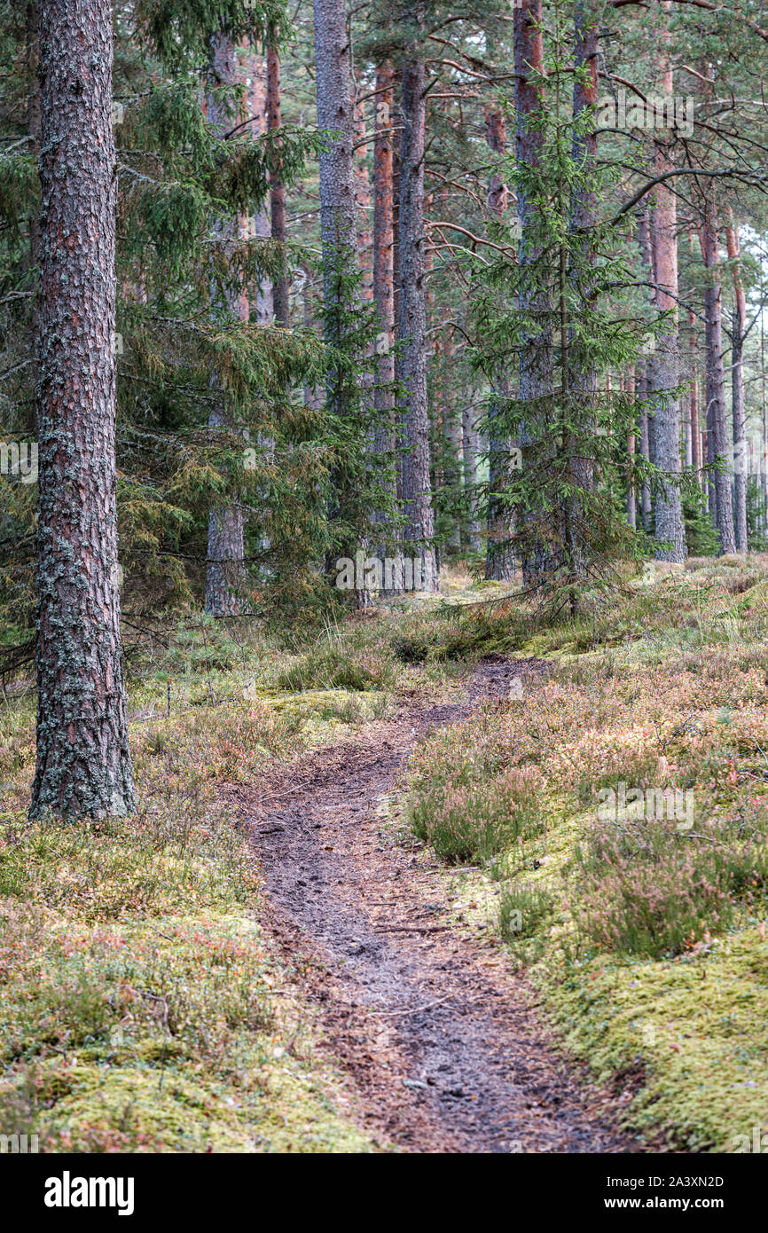 small narrow trail in the woods. passage way in forest sunny day Stock ...
