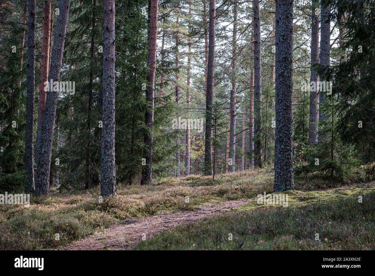 small narrow trail in the woods. passage way in forest sunny day Stock ...
