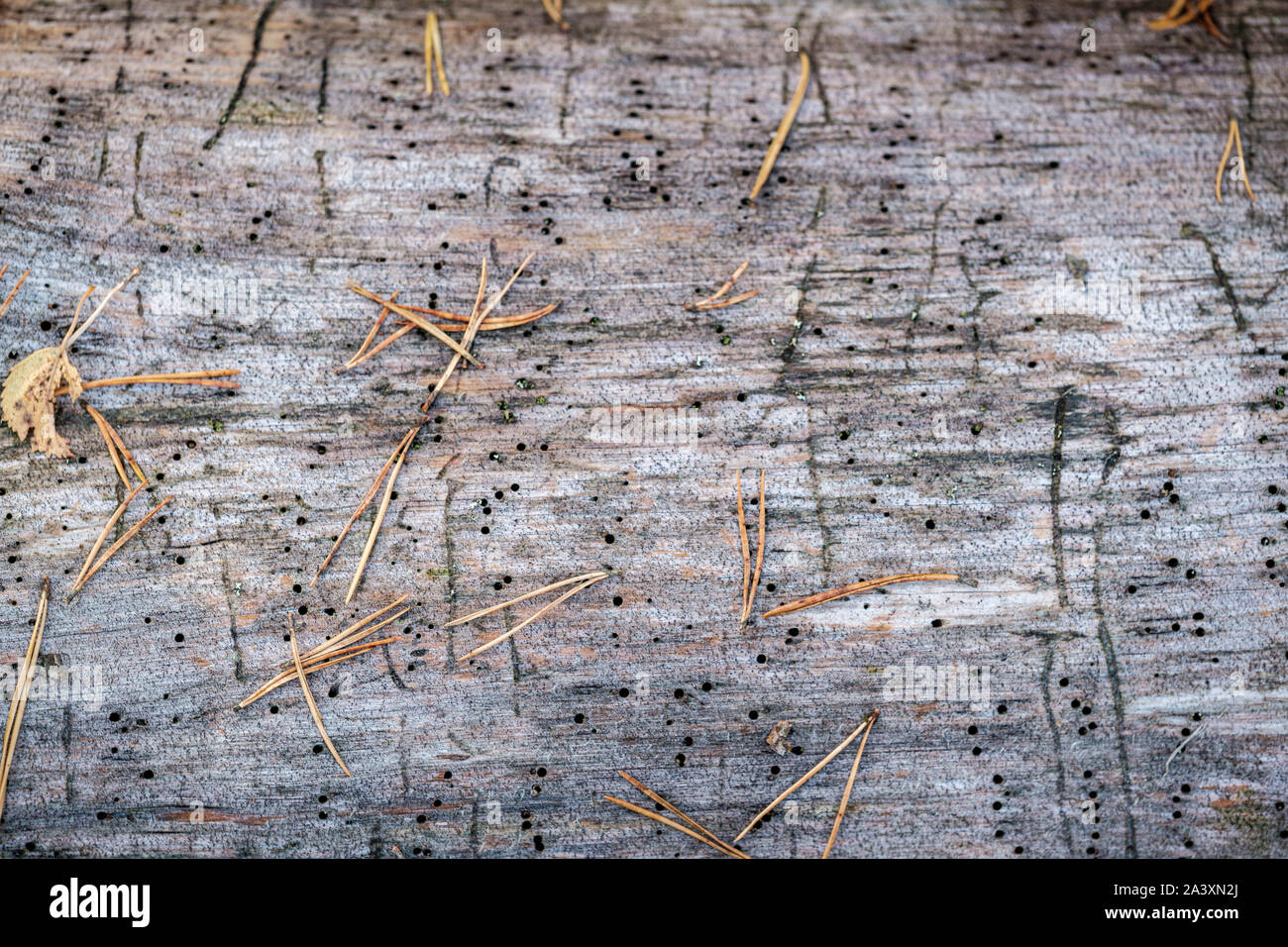 old dry tree trunk log in forest with insect biting marks Stock Photo ...