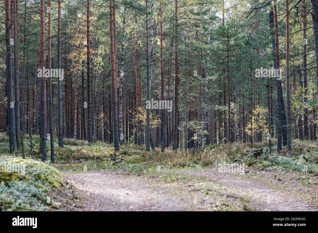 small narrow trail in the woods. passage way in forest sunny day Stock ...