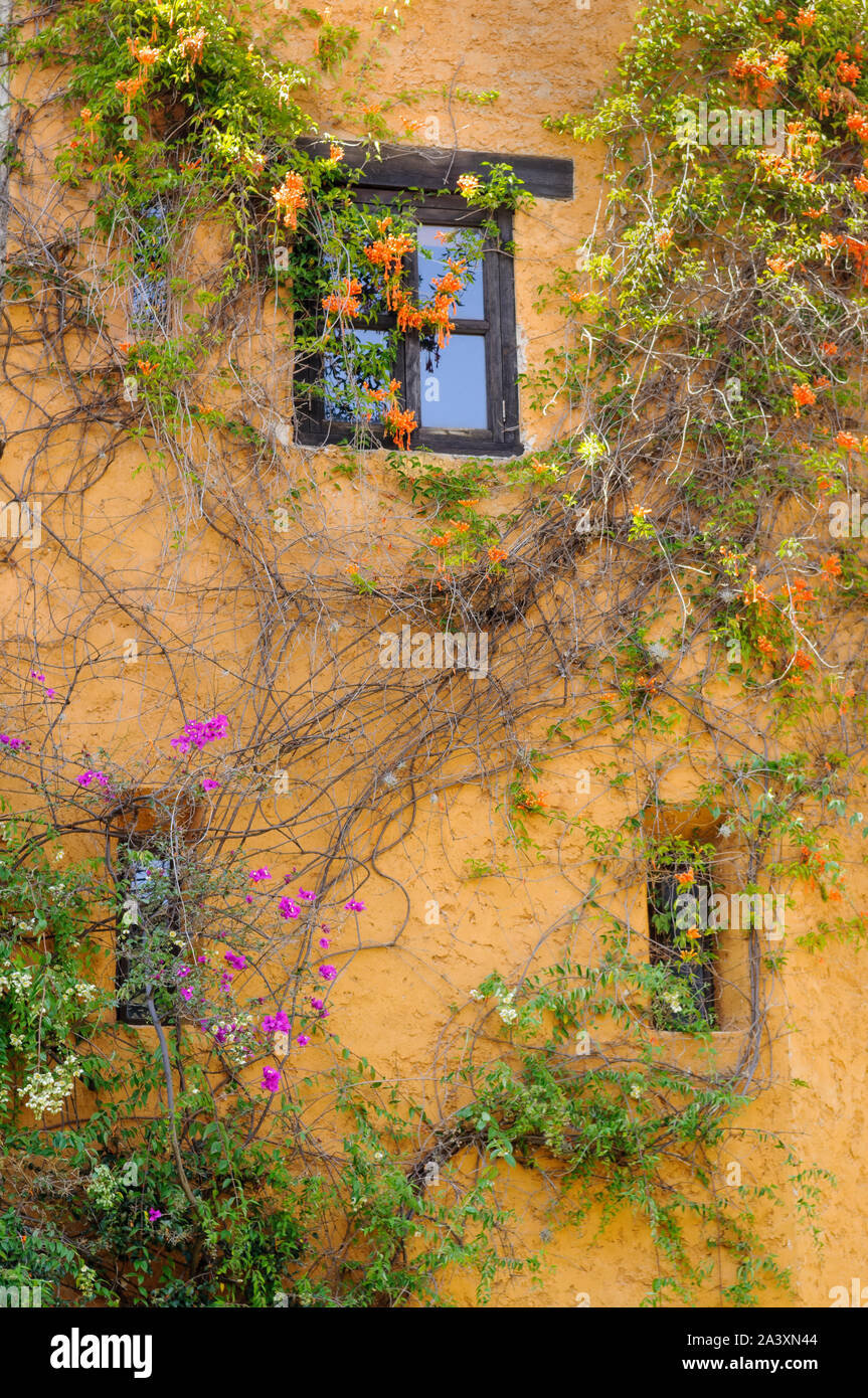 Vines On Wall High Resolution Stock Photography and Images - Alamy