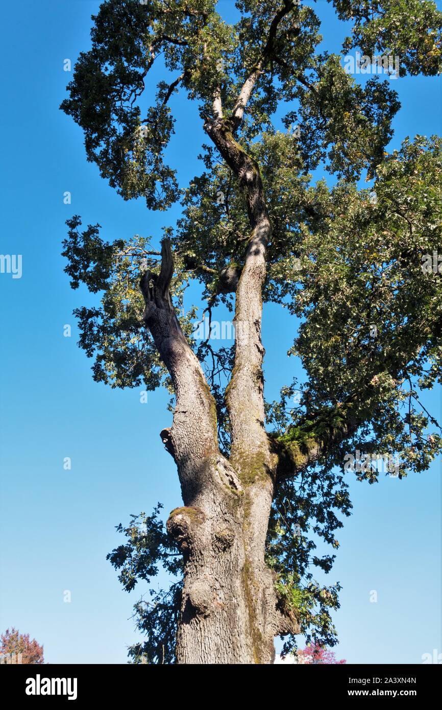 White oak tree hi-res stock photography and images - Alamy