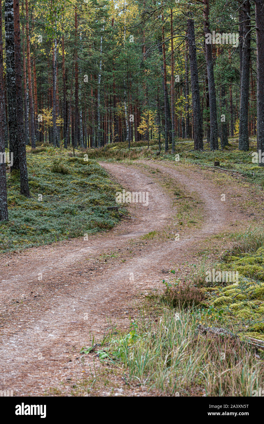 small narrow trail in the woods. passage way in forest sunny day Stock ...