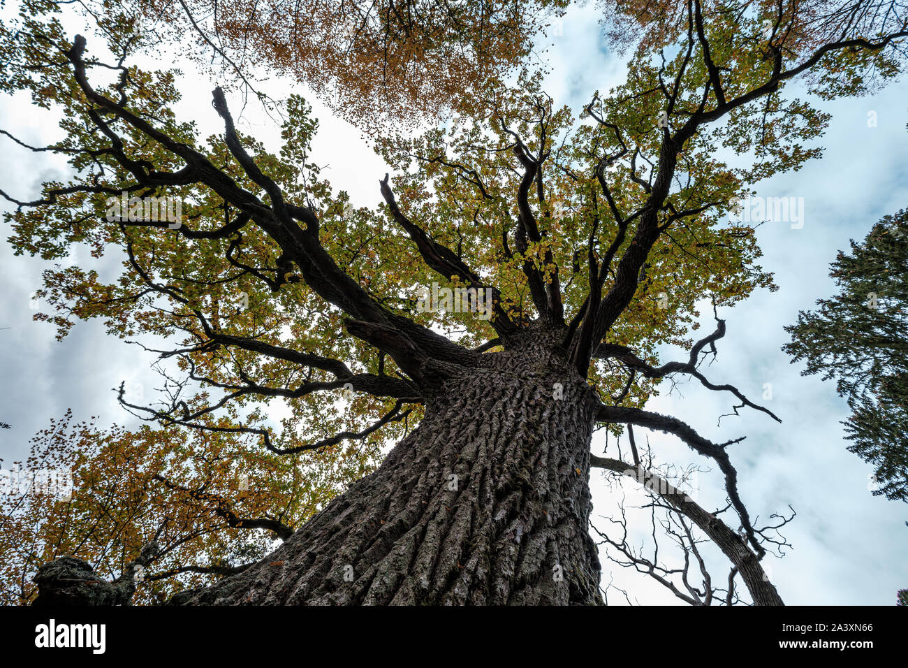 large oak tree in autumn yellow golden tree leaves. park scene with ...