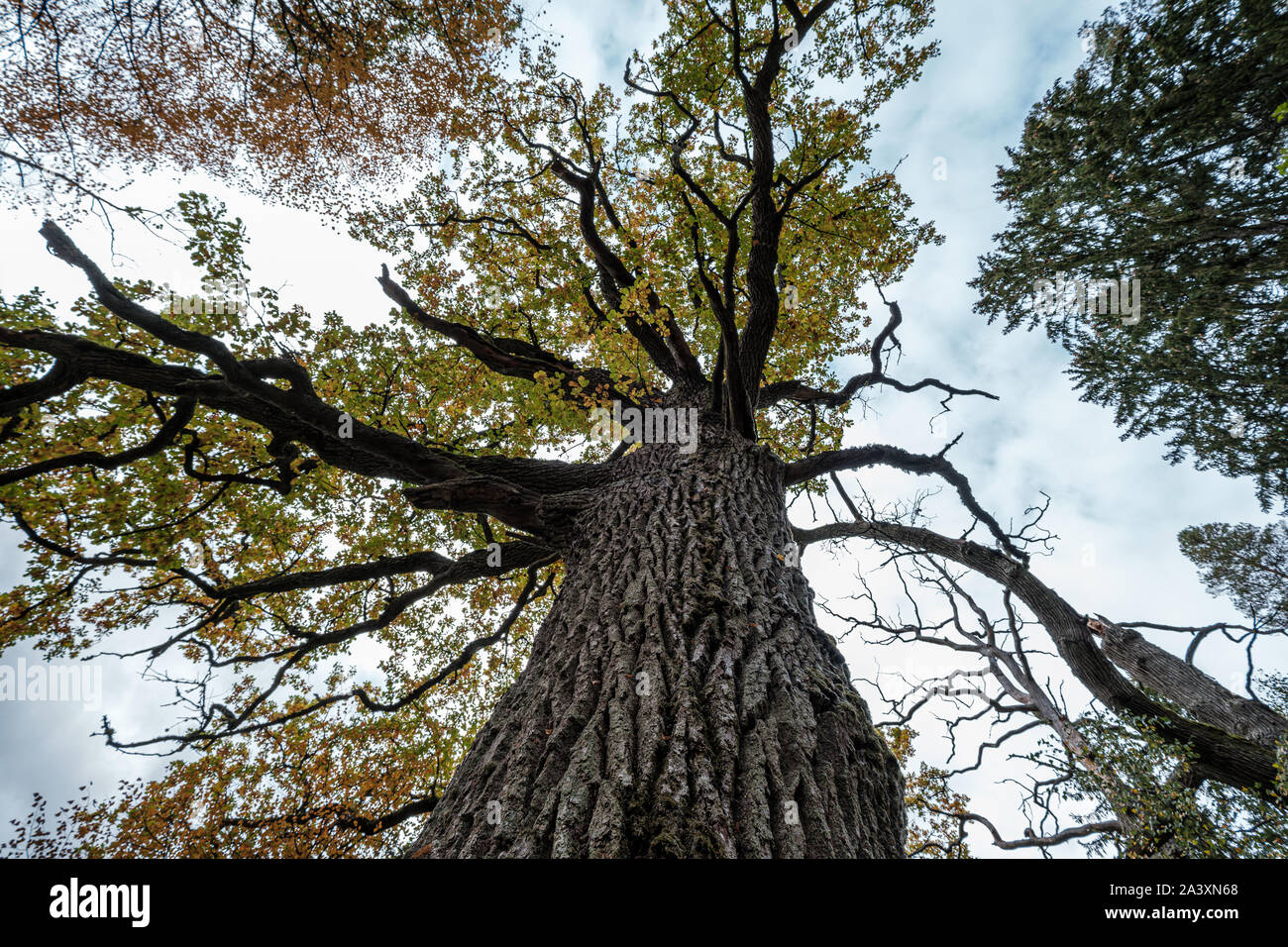Golden Oak Tree High Resolution Stock Photography and Images - Alamy