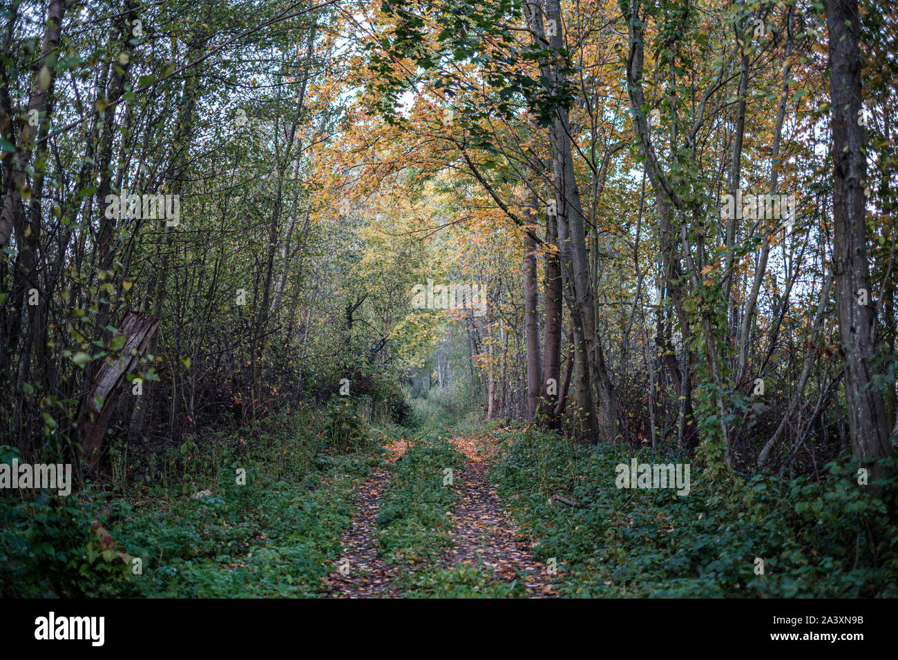 small narrow trail in the woods. passage way in forest sunny day Stock ...