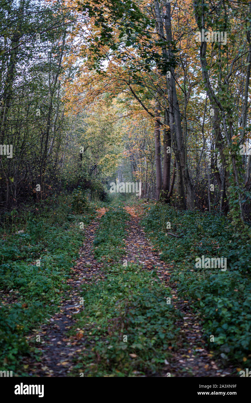 small narrow trail in the woods. passage way in forest sunny day Stock ...