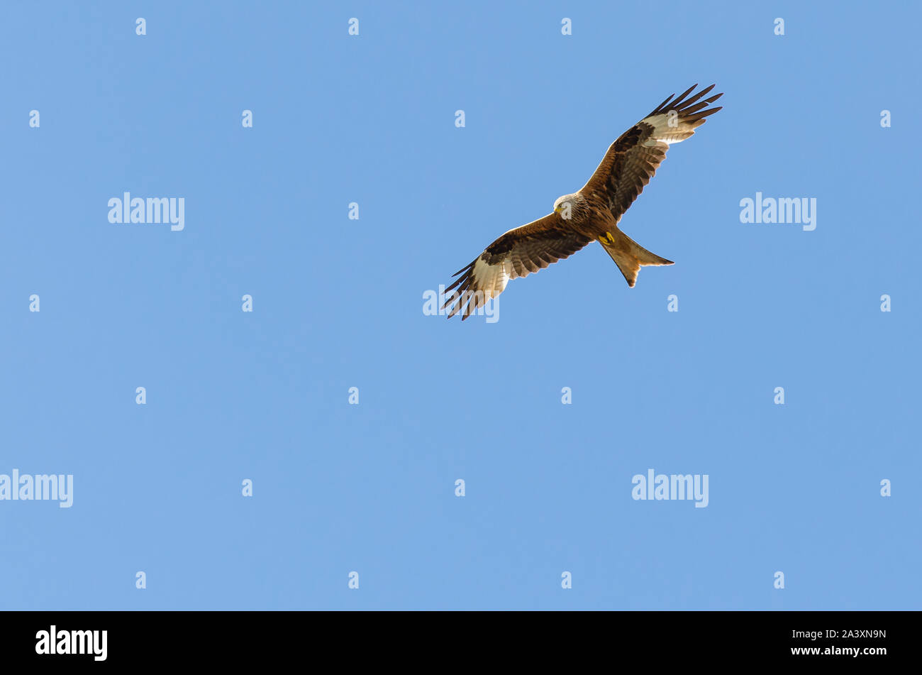 Red Kite In Flight Stock Photo - Alamy