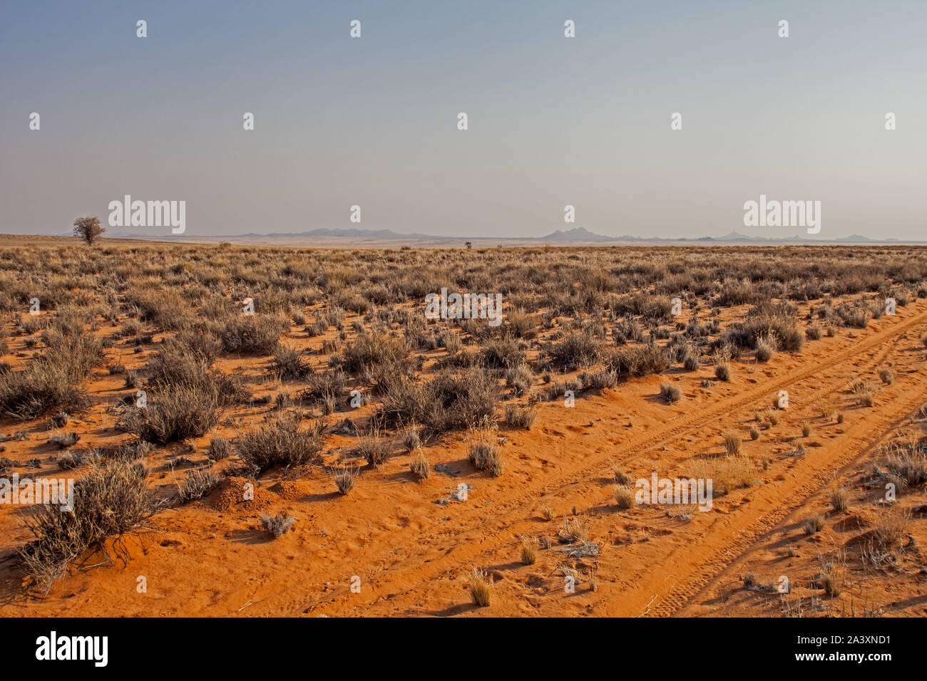 Sandy track in the Kalahari Desert Stock Photo - Alamy
