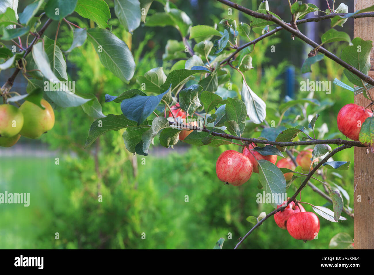 Trees with red apples in an orchard Stock Photo - Alamy