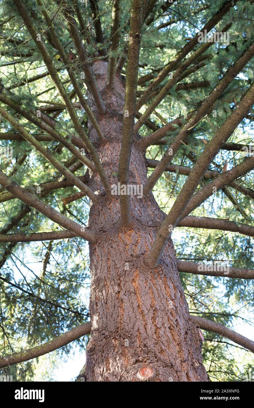 The “Moon Tree” Douglas Fir (Pseudotsuga menziesii), grown from seeds ...